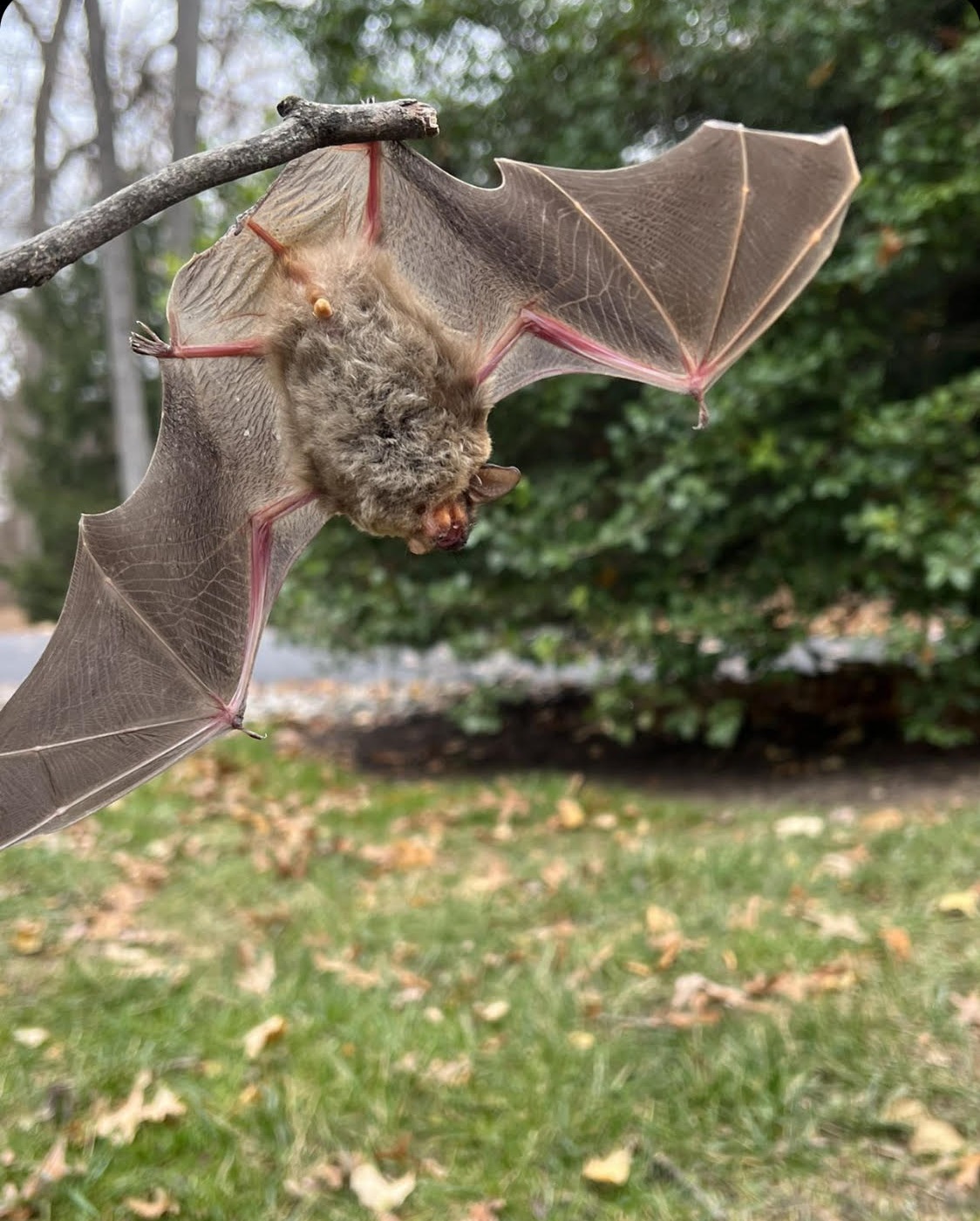 News Blog Wildlife Trapping MD DC VA Squirrel Removal | Bats Racoon ...